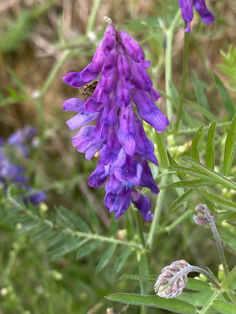 Bird Vetch (Vicia cracca) - Garden.org