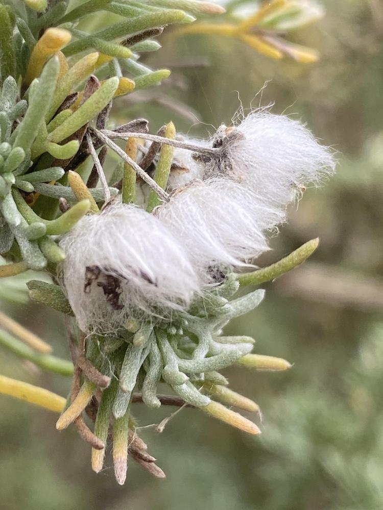 Wild Rosemary (Eriocephalus africanus) - Garden.org