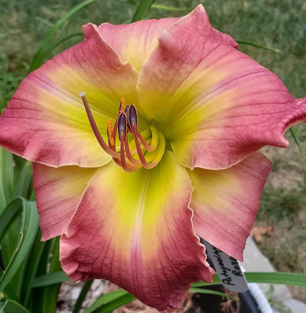 Photo of the bloom of Daylily (Hemerocallis 'Patagonian Sunset') posted ...