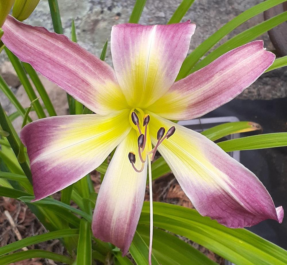 Photo of the bloom of Daylily (Hemerocallis 'Wilson Spider') posted by ...