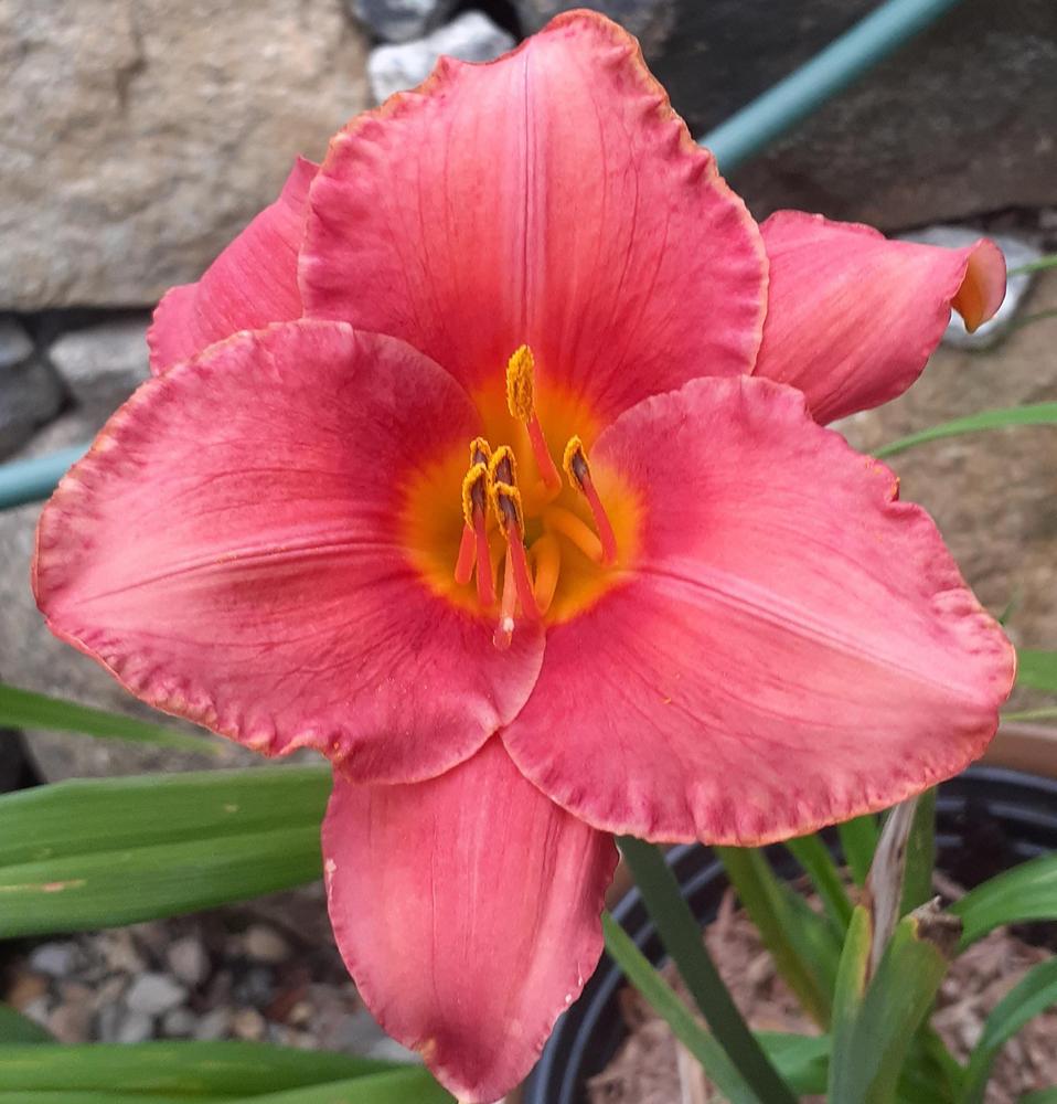 Photo of the bloom of Daylily (Hemerocallis 'Coral Majority') posted by Passionate4gardening ...
