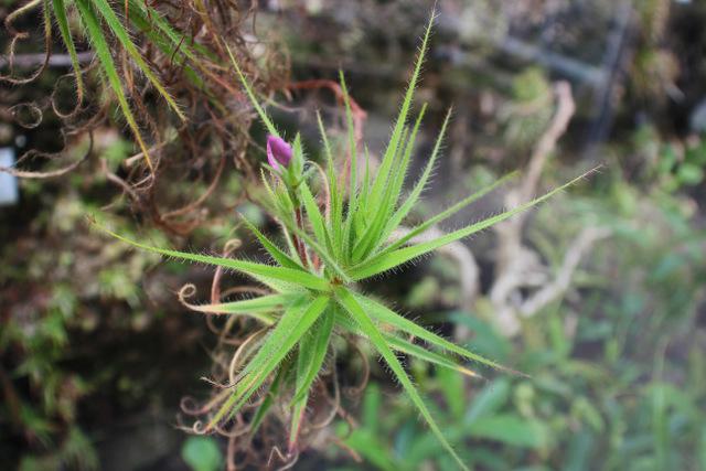 Photo of the entire plant of Bug Plant (Roridula gorgonias) posted by ...