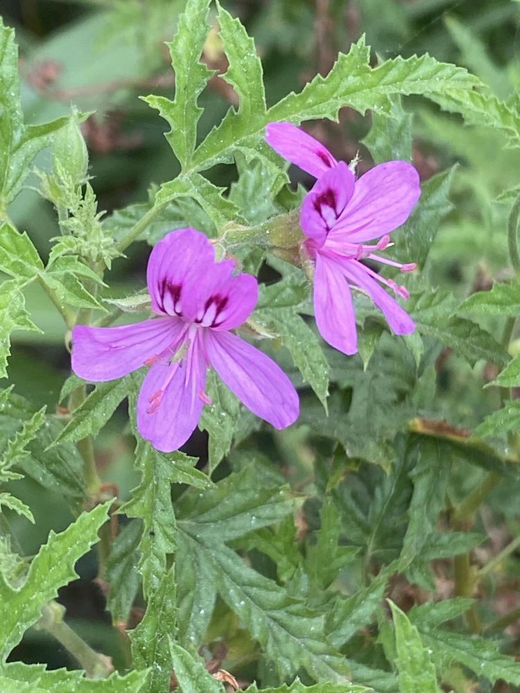 Photo of the bloom of Pheasant's Foot Geranium (Pelargonium glutinosum ...