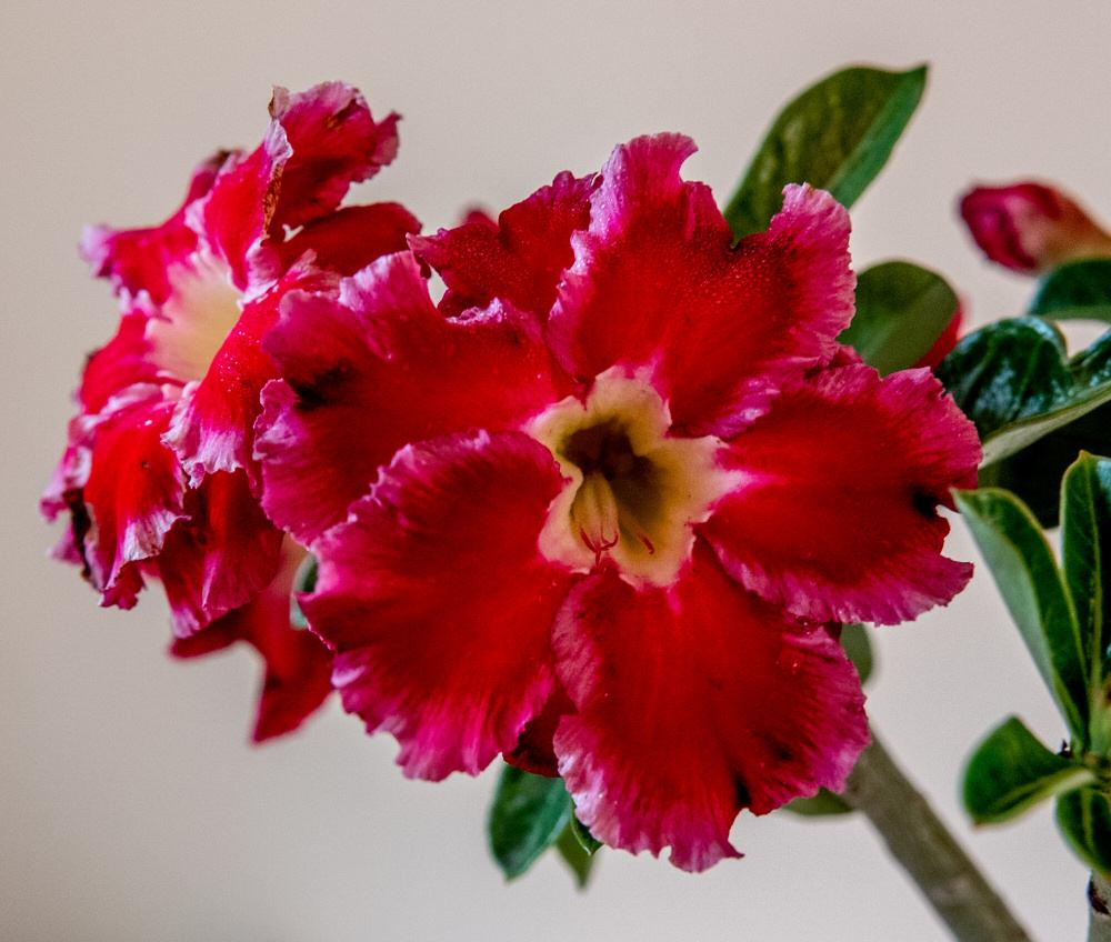 Photo of the bloom of Desert Rose (Adenium 'Swan and Dragon') posted by ...