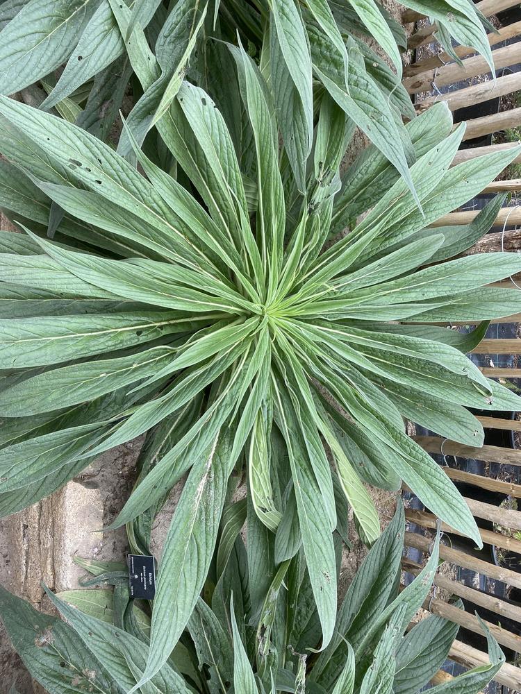 Photo of the leaves of Tree Echium (Echium pininana) posted by SL ...