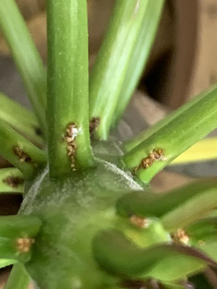 Frangipani pest in the Pests and Diseases forum - Garden.org