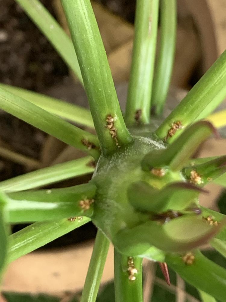 Frangipani pest in the Pests and Diseases forum - Garden.org