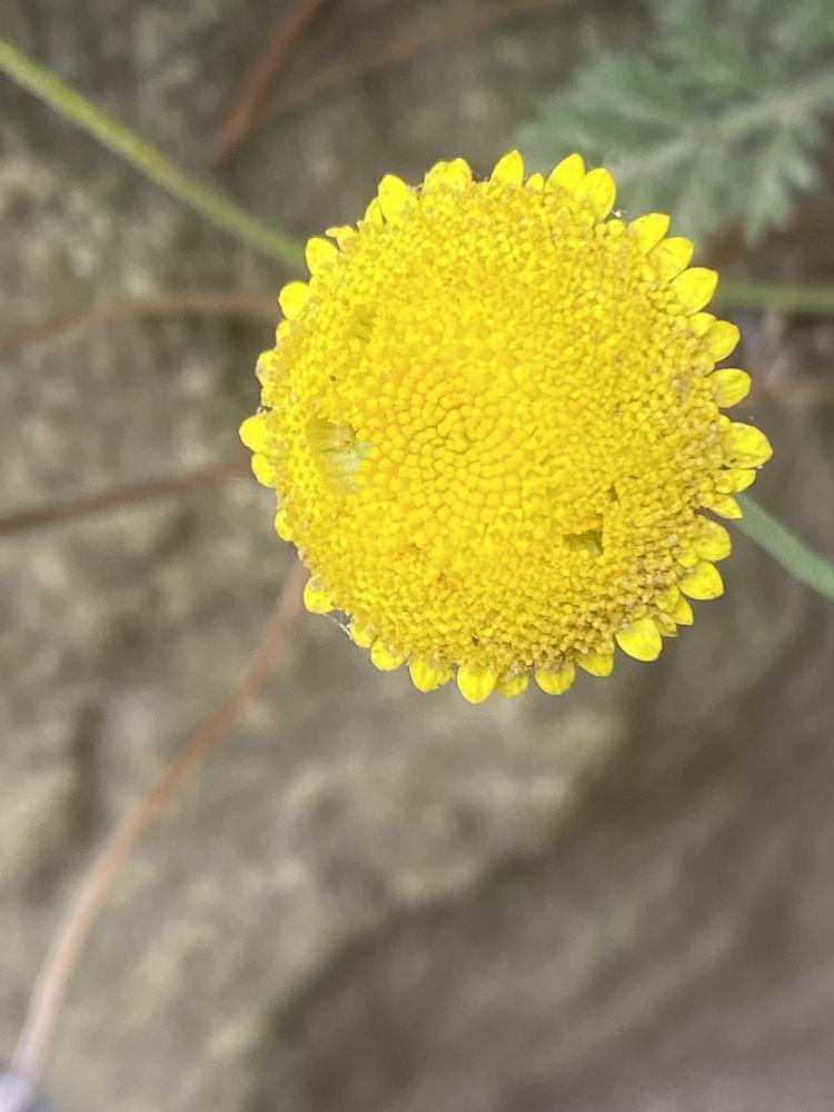 Photo of the bloom of Cotula lineariloba posted by SL_gardener - Garden.org