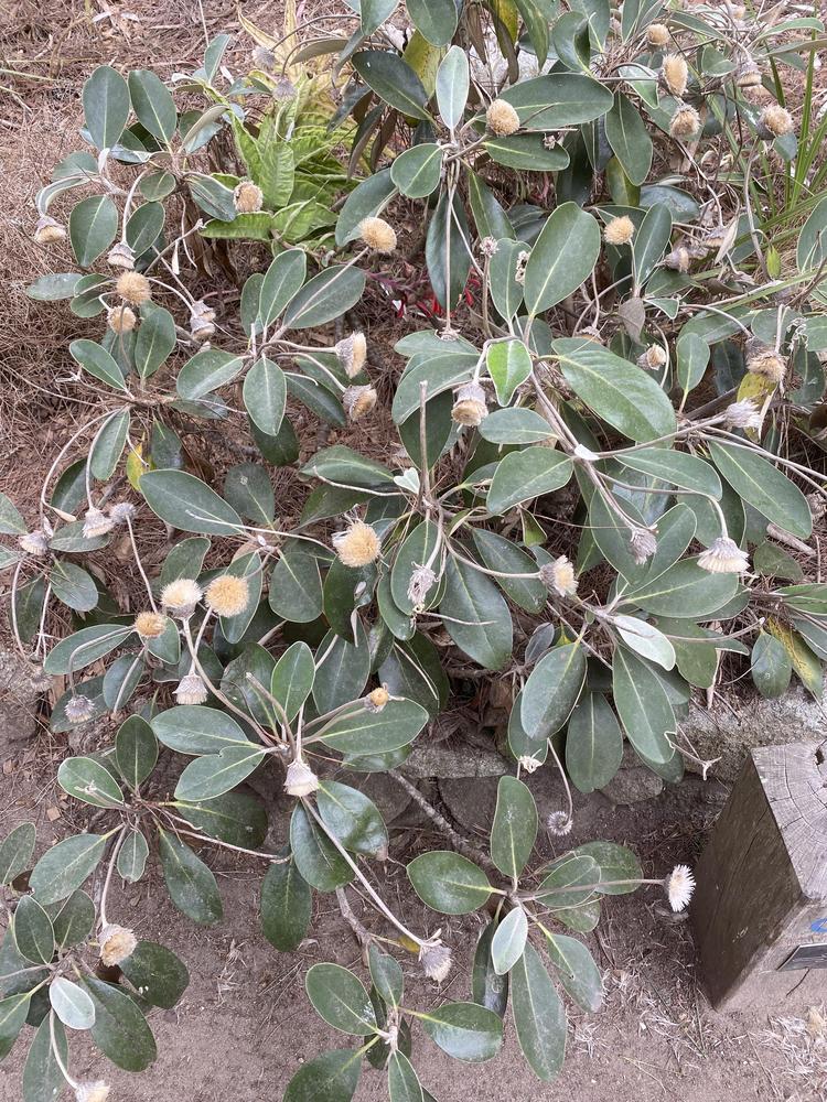 Photo of the entire plant of Marlborough Rock Daisy (Pachystegia ...