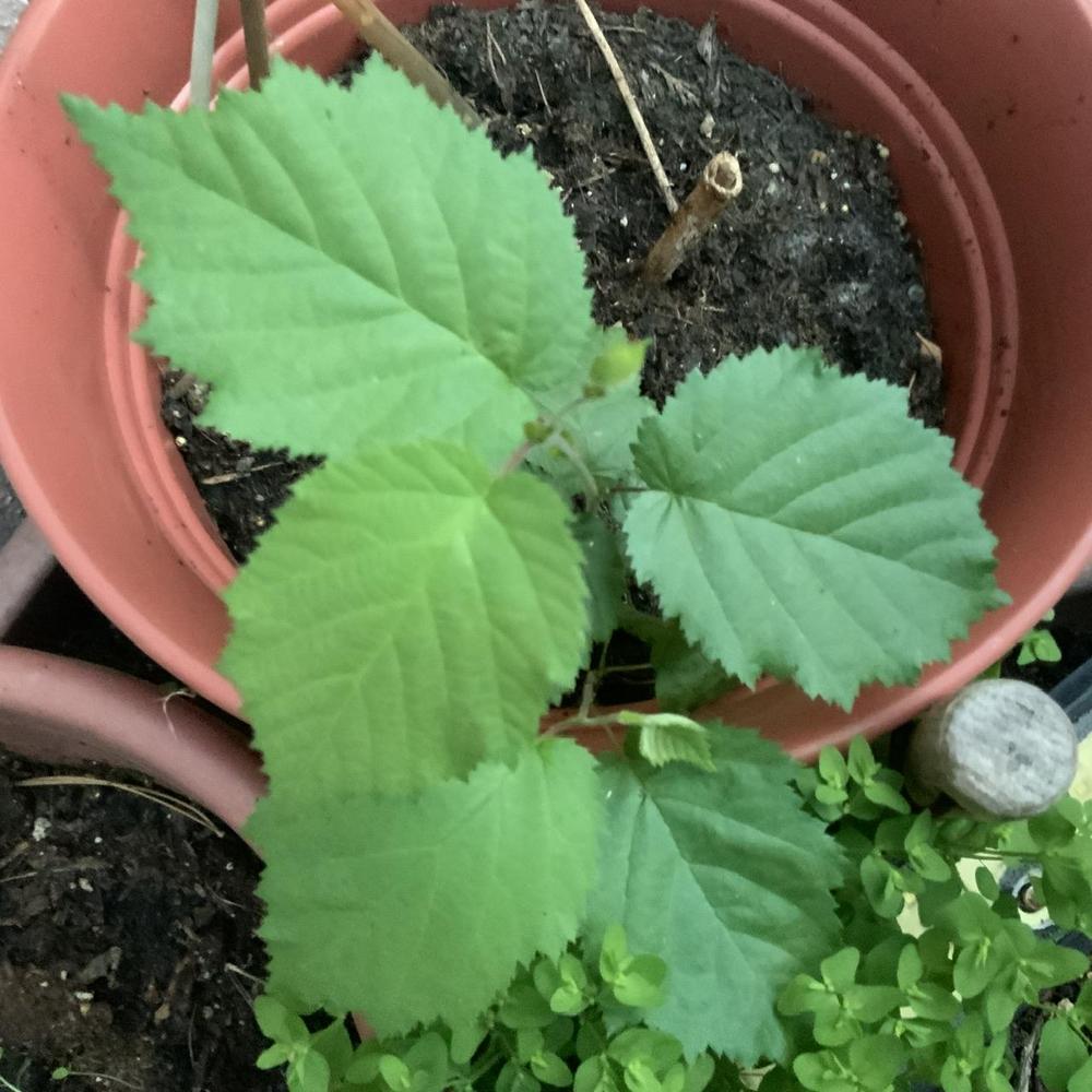 Photo of the seedling or young plant of Large Filbert (Corylus maxima ...