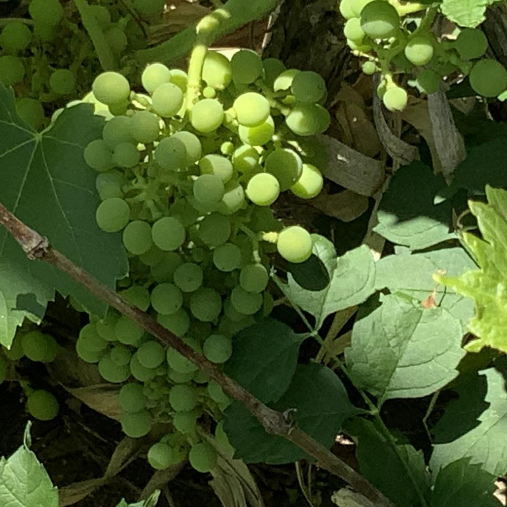 Photo of the stem, scape, stalk or bark of Fox Grape (Vitis labrusca 'Niagara') posted by ...