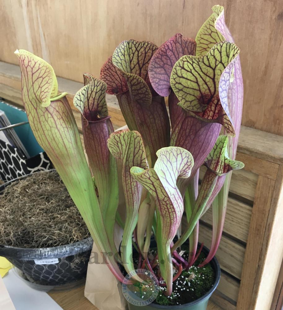 Photo of the entire plant of Pitcher Plant (Sarracenia 'Meerkat Mob ...