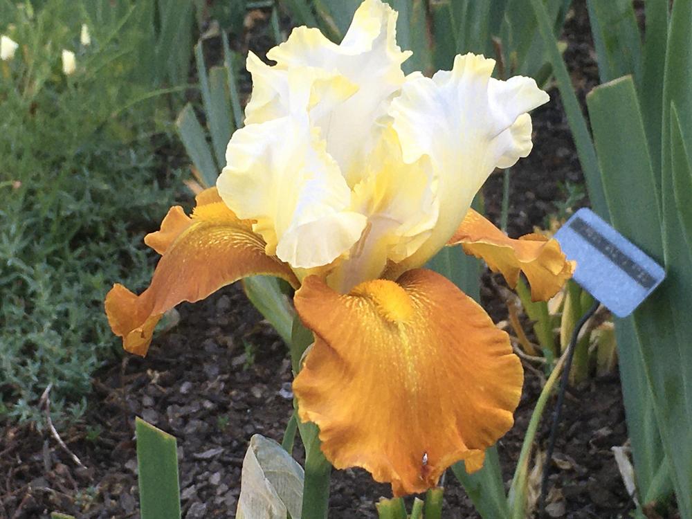 Tall Bearded Iris (Iris 'Fall Fiesta') in the Irises Database - Garden.org
