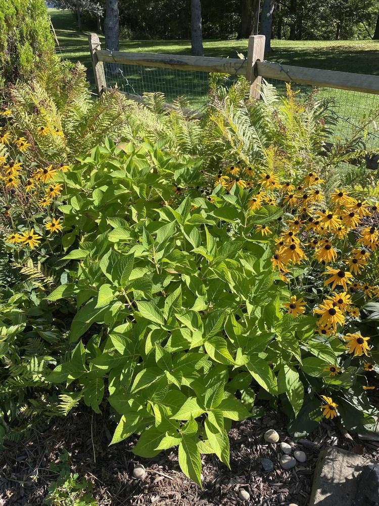 Hydrangea with only 1 bloom in the Hydrangeas forum - Garden.org