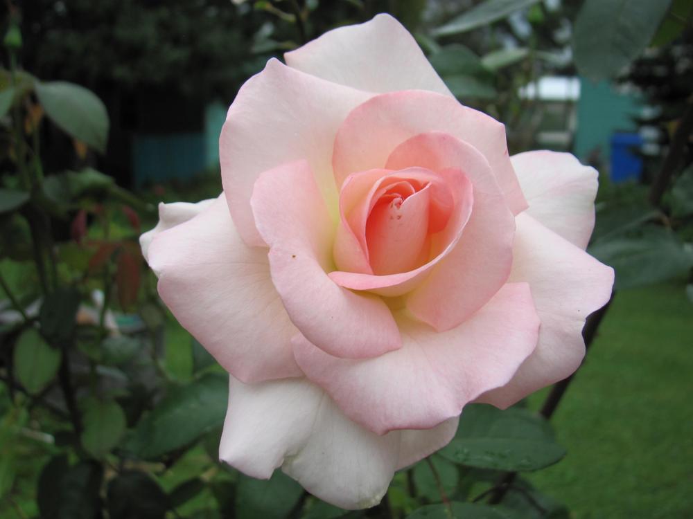 Rose (Rosa 'Pink Promise') in the Roses Database - Garden.org