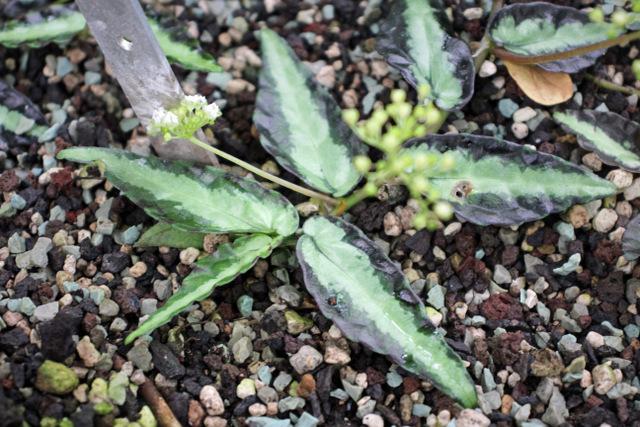 Photo of the leaves of Rainbow Vine (Procris repens) posted by ...