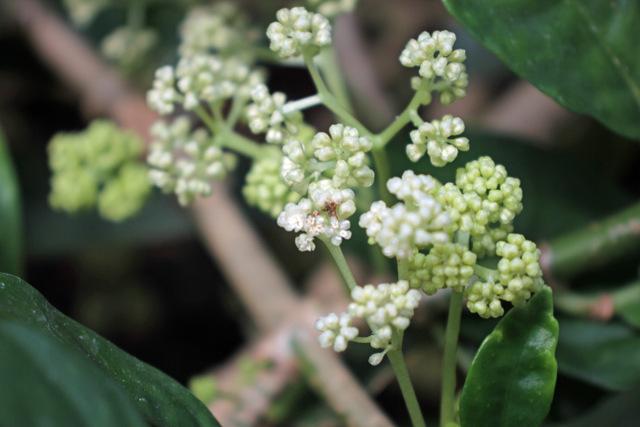 Photo of the bloom of Procris frutescens posted by RuuddeBlock - Garden.org