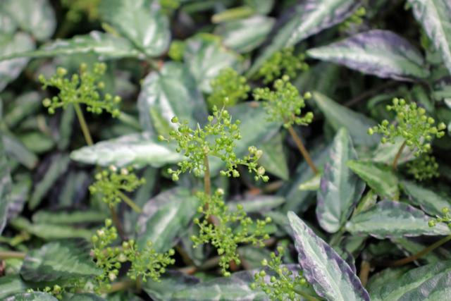 Rainbow Vine (Procris repens) - Garden.org