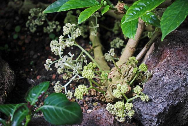 Photo of the bloom of Procris frutescens posted by RuuddeBlock - Garden.org