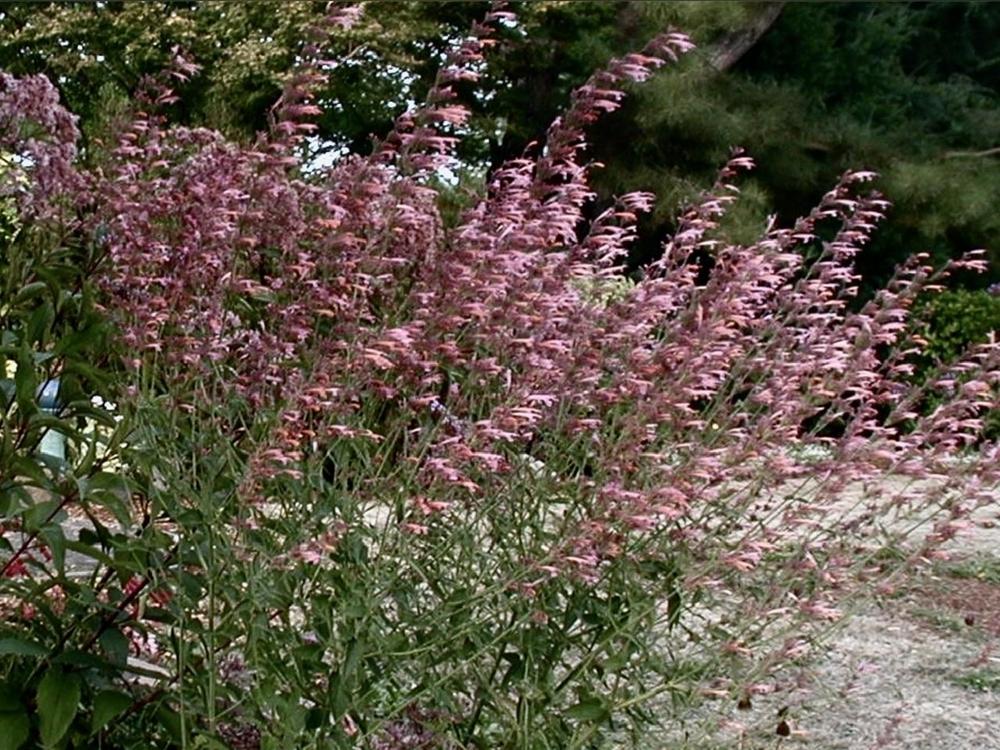 Photo of the entire plant of Threadleaf Giant Hyssop (Agastache ...