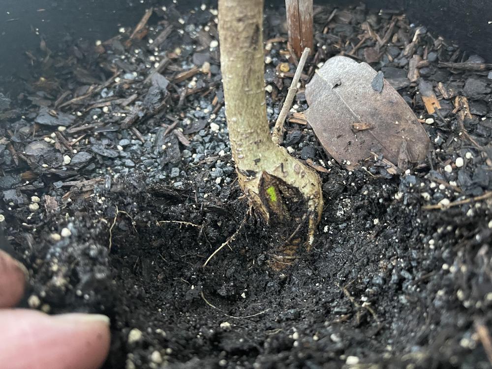 Wisteria Tree Suggestion - Trunk Split in the Ask a Question forum ...