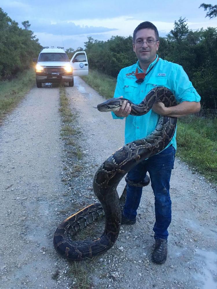 Scientists just captured a record 17-foot-long python in Florida in the ...