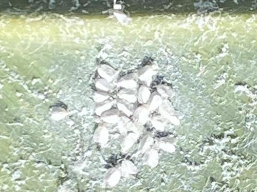 Canna lily pest identification in the Ask a Question forum - Garden.org