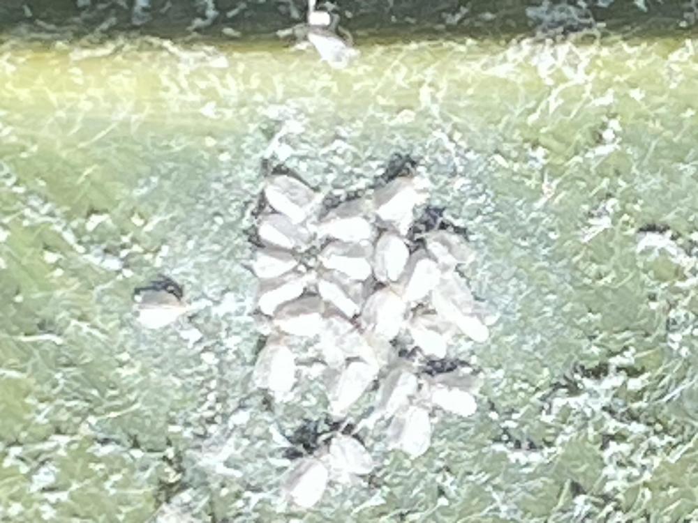 Canna lily pest identification in the Ask a Question forum - Garden.org