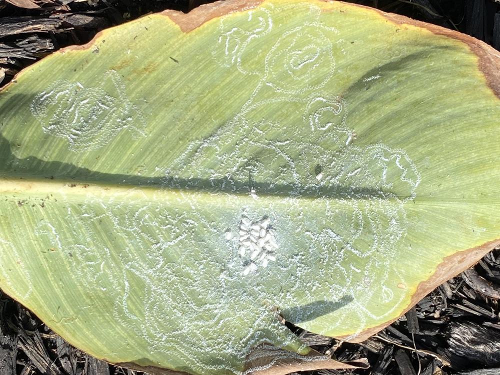 Canna lily pest identification in the Ask a Question forum - Garden.org