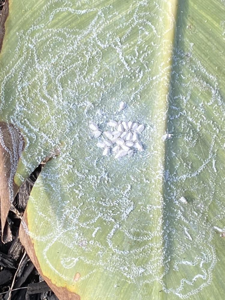 Canna lily pest identification in the Ask a Question forum - Garden.org