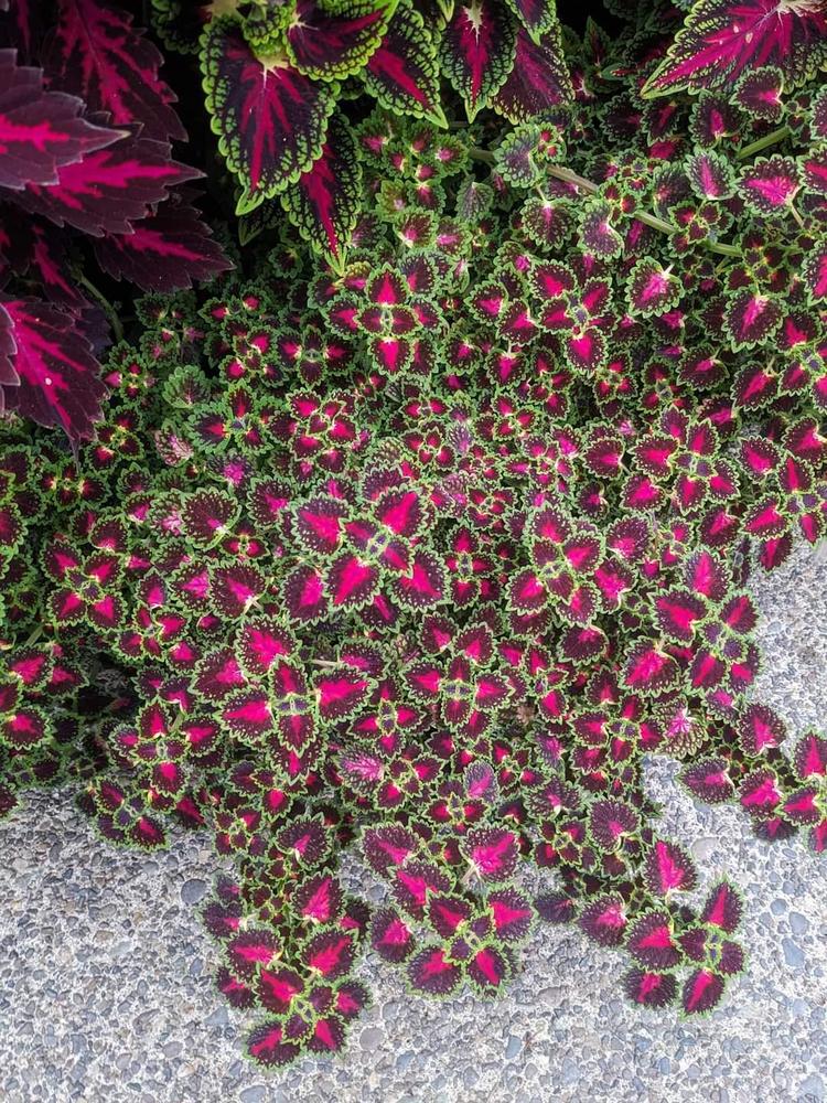 Coleus (Coleus scutellarioides Lava™ Rose) in the Coleus Database ...