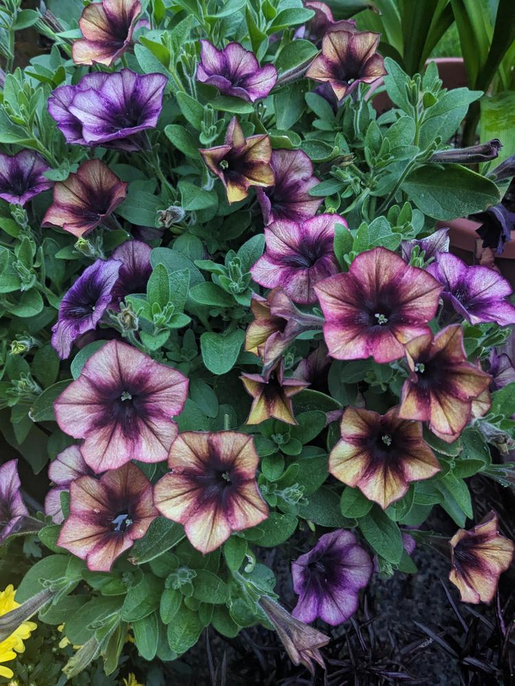 Photo of the bloom of Multiflora Spreading/Trailing Petunia (Petunia ...