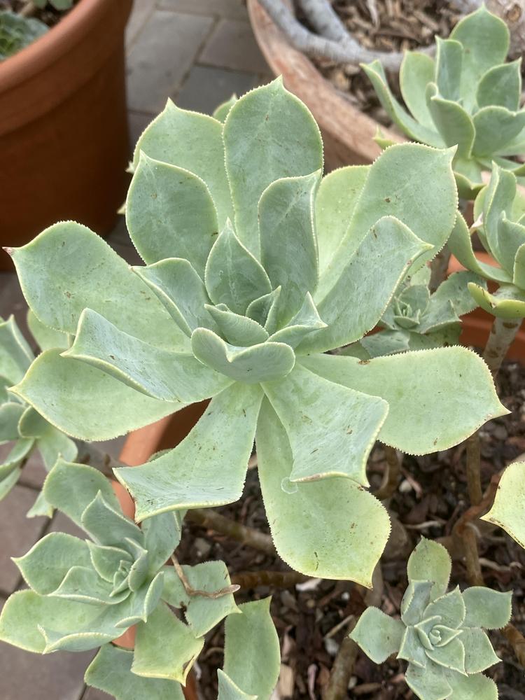 Photo of the leaves of Aeonium (Aeonium lancerottense) posted by SL ...