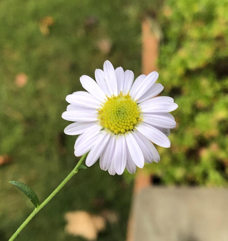 Photo of the bloom of Indian Aster (Kalimeris indica) posted by sedumzz - Garden.org