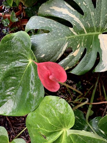 'Endless Forms Most Beautiful' The aroid photo gallery in the ...