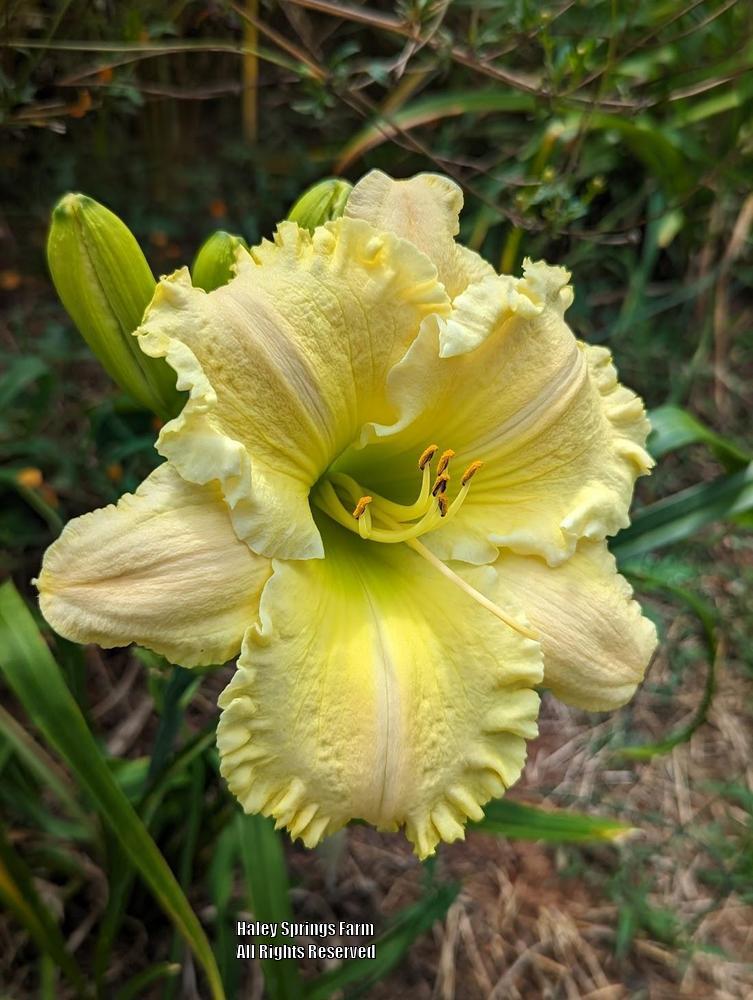 Daylily (Hemerocallis 'Patsy Carpenter') in the Daylilies Database ...