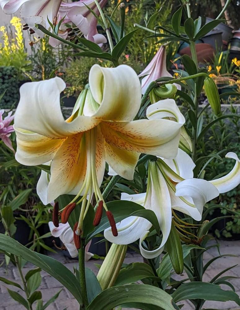 Photo of the bloom of Lily (Lilium 'Mister Cas') posted by Joy - Garden.org