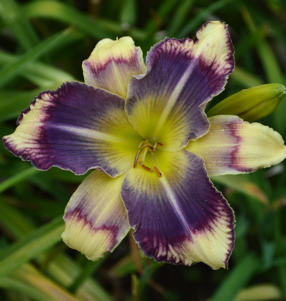 Photo of the bloom of Daylily (Hemerocallis 'Blue Jeans Beauty') posted ...