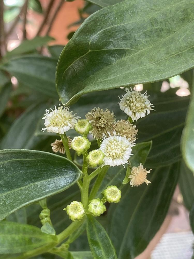 Photo of the bloom of Psiadia pollicina posted by SL_gardener - Garden.org