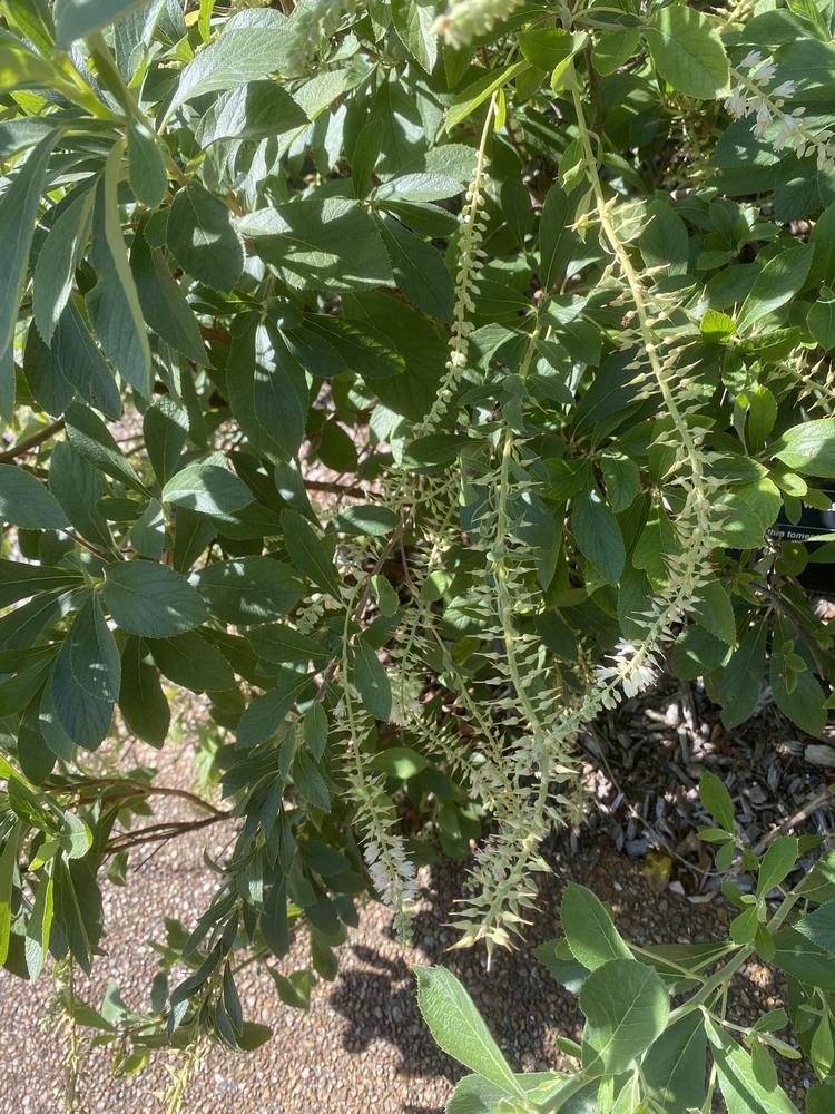 Sweet Pepper Bush (Clethra tomentosa 'Cottondale') - Garden.org