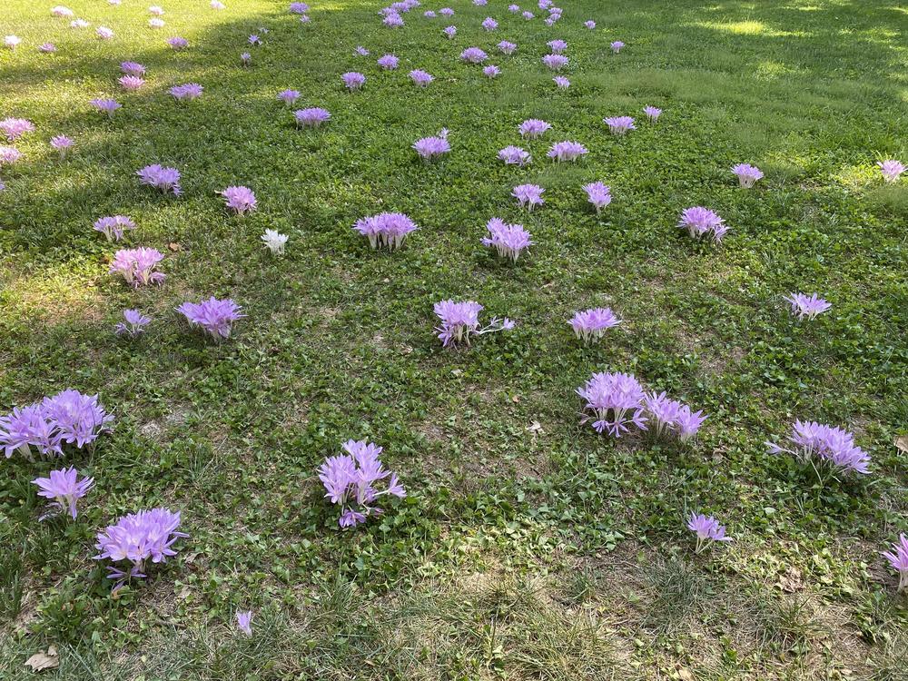 Photo of the entire plant of False Autumn Crocus (Colchicum x ...