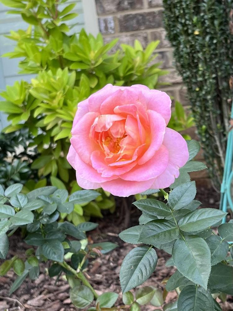 Photo of the bloom of Rose (Rosa 'Elle') posted by Silvana - Garden.org