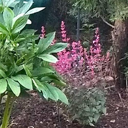 Anise Hyssop (Agastache Meant to Bee™ Royal Raspberry) in the Anise ...