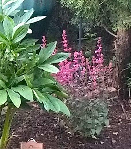 Anise Hyssop (Agastache Meant to Bee™ Royal Raspberry) in the Anise ...
