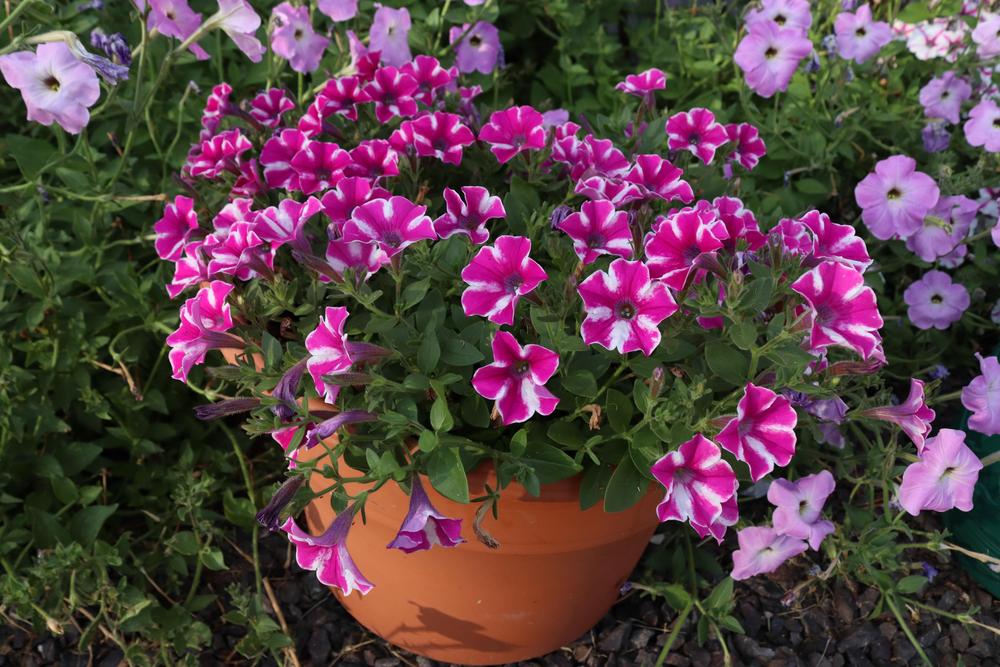 Photo of the entire plant of Multiflora Spreading/Trailing Petunia ...