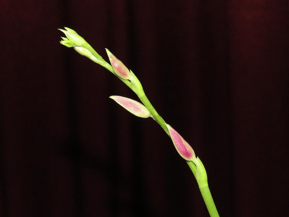 Photo of the closeup of buds, sepals and receptacles of Orchid ...