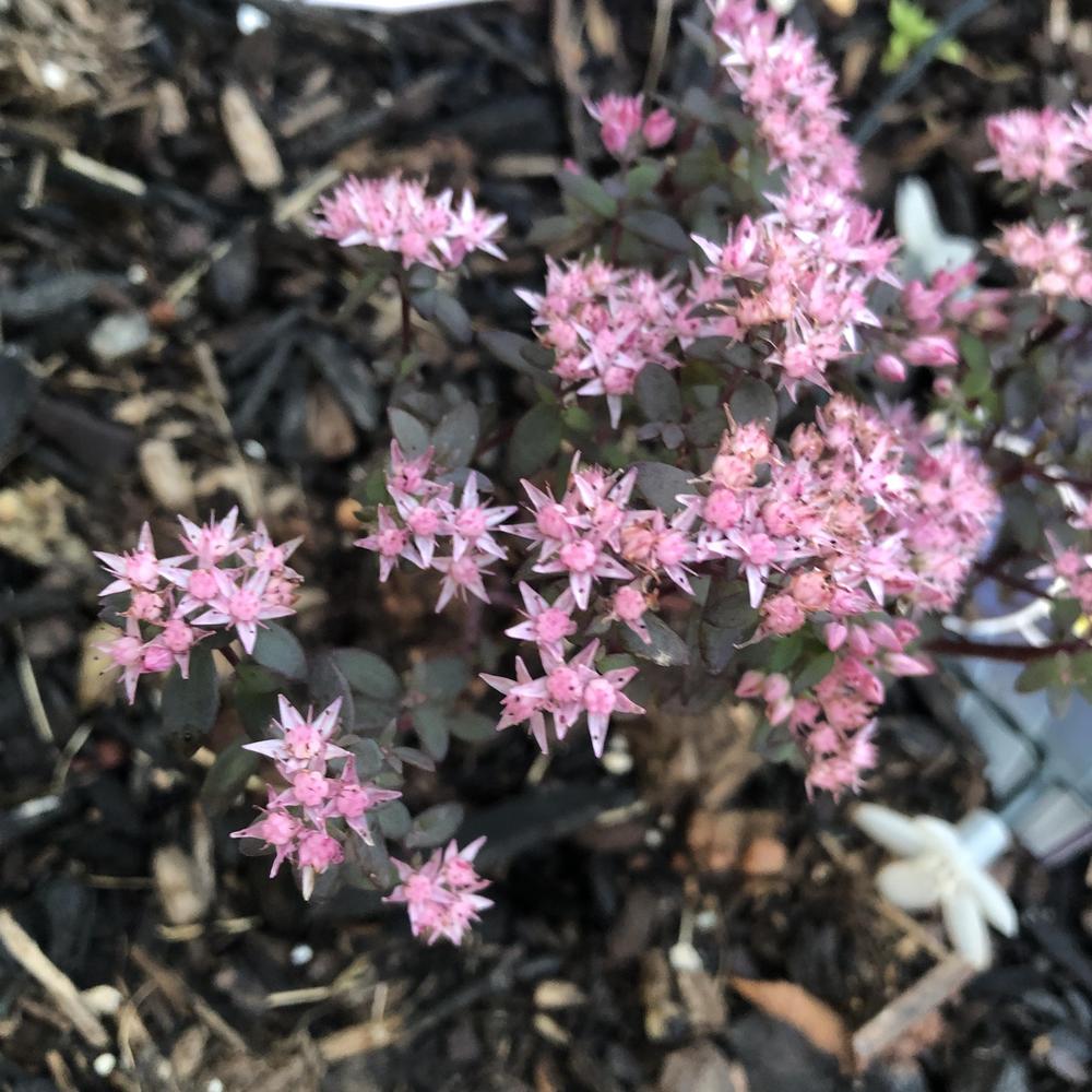 Photo of the bloom of Stonecrop (Hylotelephium SunSparkler® Sapphire ...
