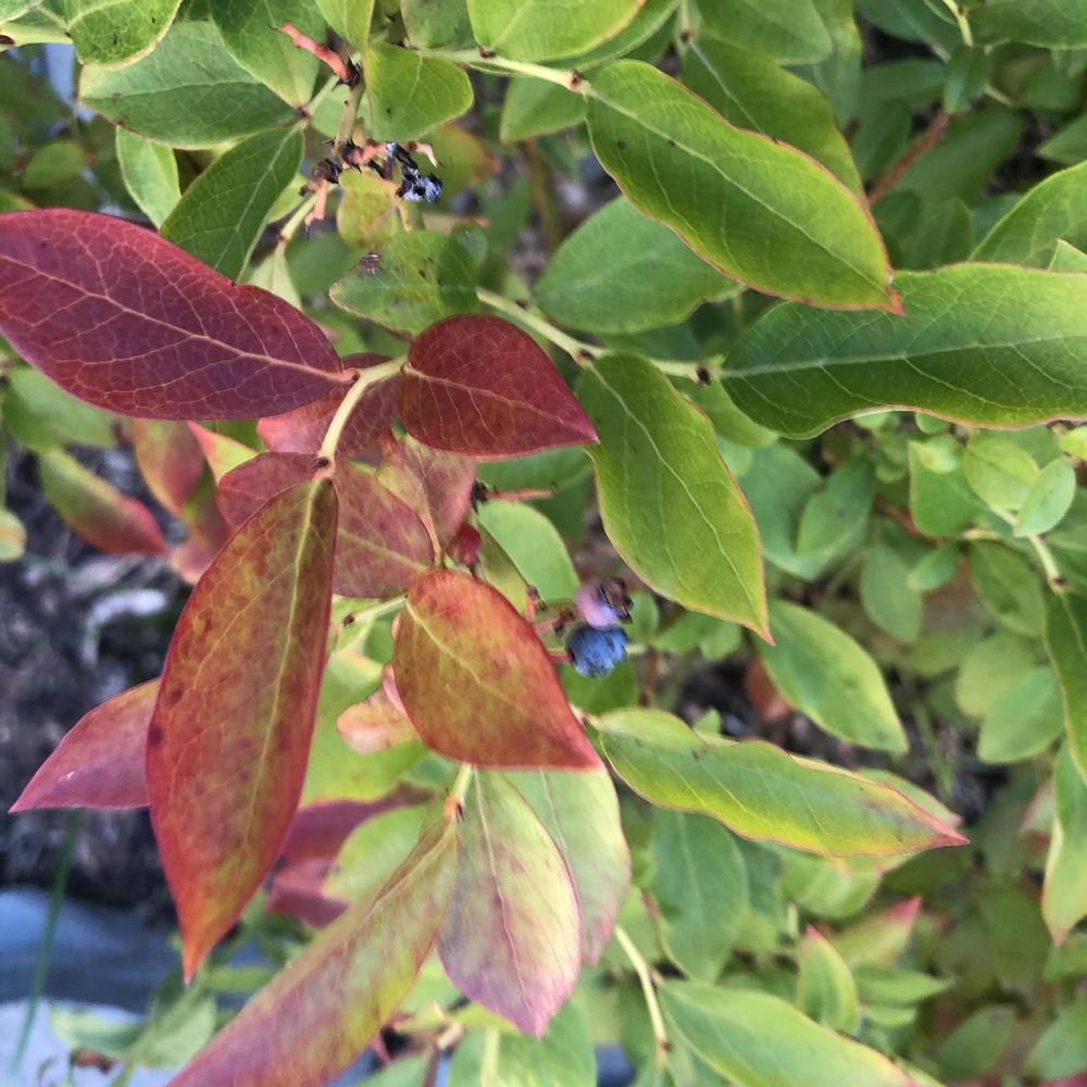 Photo of the leaves of Blueberry (Vaccinium corymbosum Bountiful Blue ...