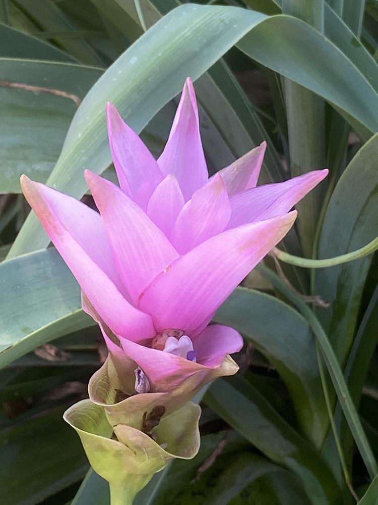 Photo of the bloom of Curcuma alismatifolia 'Chiang Mai Pink' posted by ...