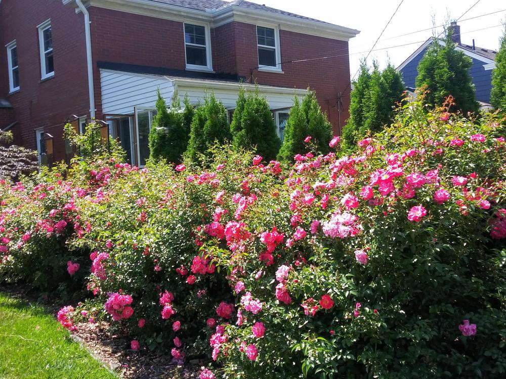 Rose (Rosa 'Flower Carpet Pink Supreme') in the Roses Database - Garden.org